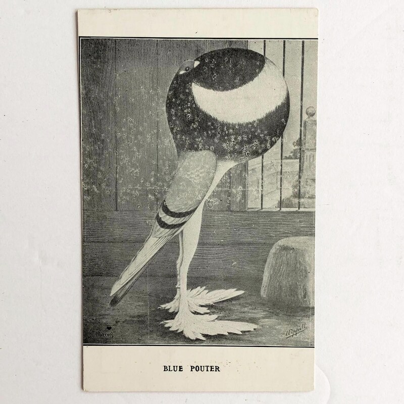 Pigeon Postcards - Etsy
