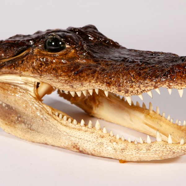 Alligator Heads - Etsy