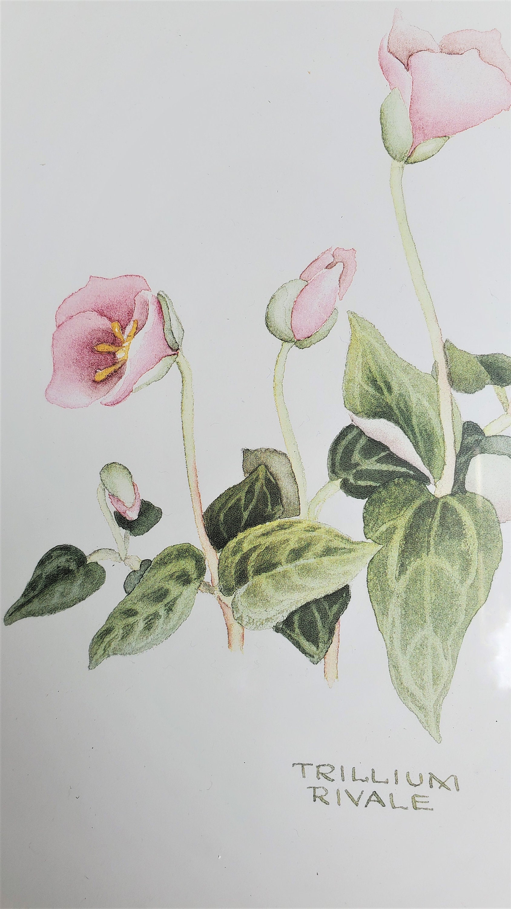 Set of Two Vintage Botanical Prints: Trillum Rivale by Lyn Noble ...