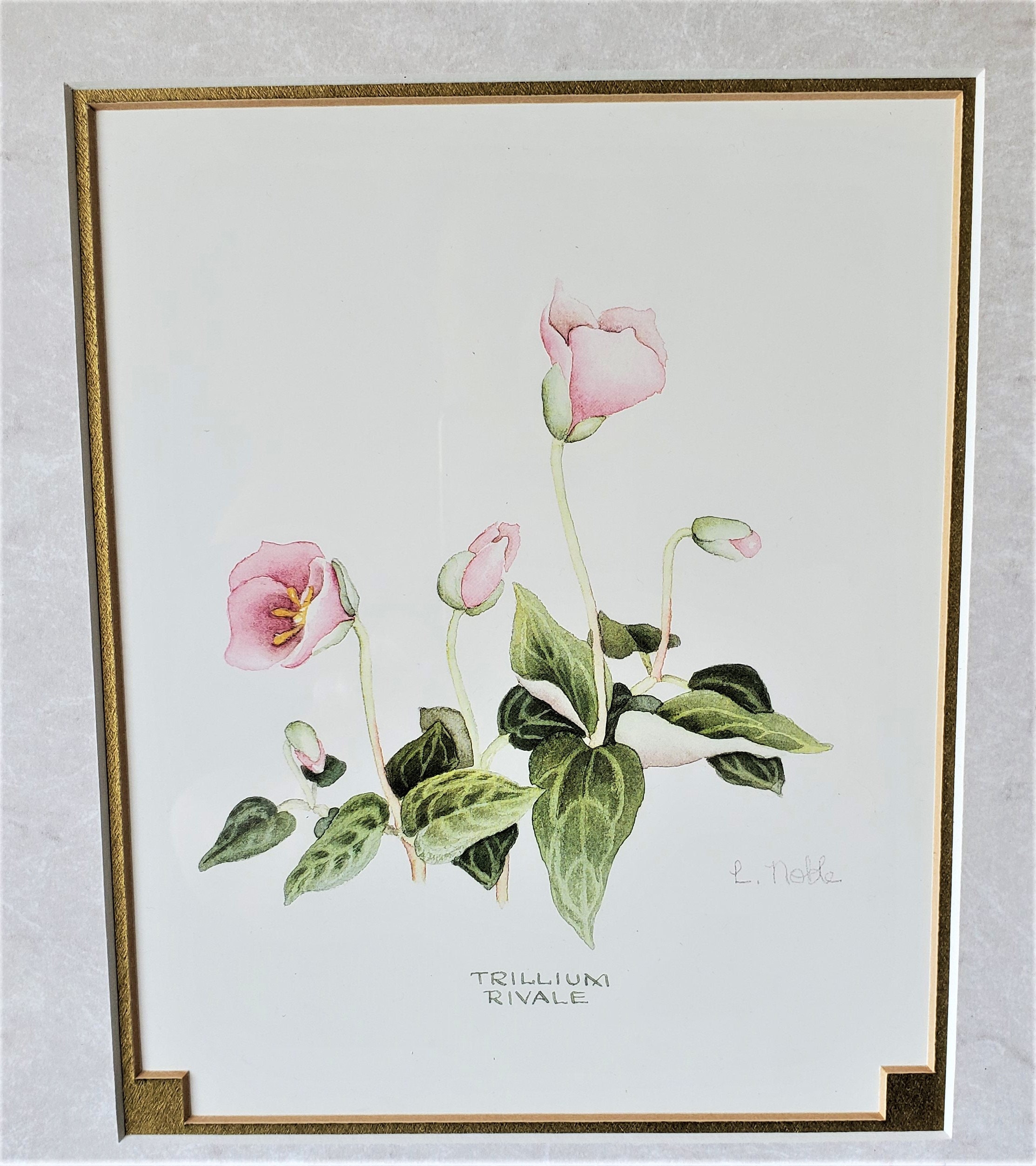 Set of Two Vintage Botanical Prints: Trillum Rivale by Lyn Noble ...