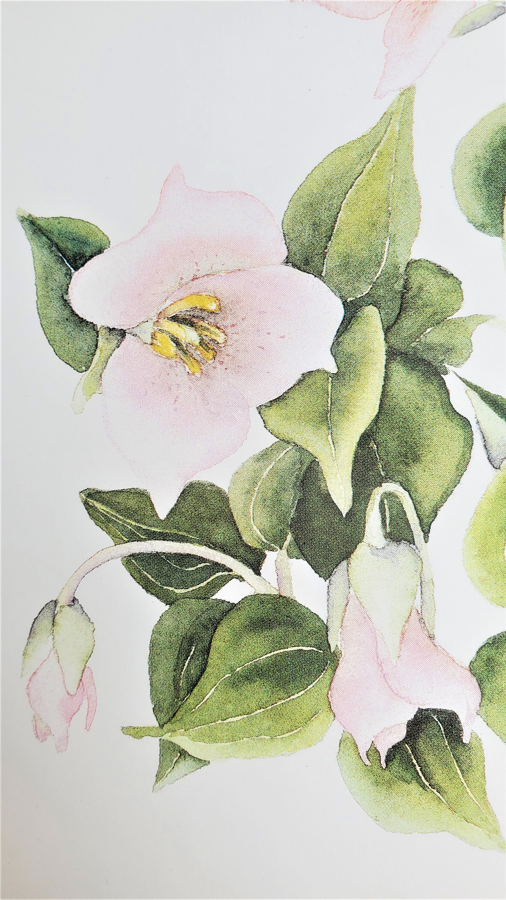 Set of Two Vintage Botanical Prints: Trillum Rivale by Lyn Noble ...