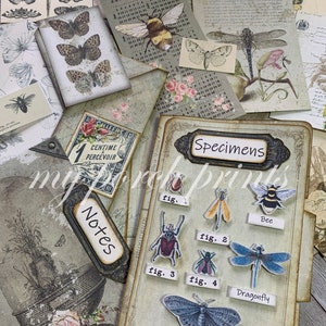 Junk Journal Kit, Entomology Folio, Insect, Bug, Display, Craft Kit, My ...