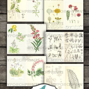 Botanical Junk Journal Pages, Field Guide, Junk Journal Kit, Herb Lore ...