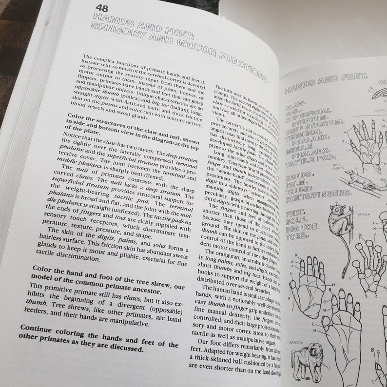 The Human Evolution Coloring Book, Adrienne Zihlman, 1982, PB - Etsy