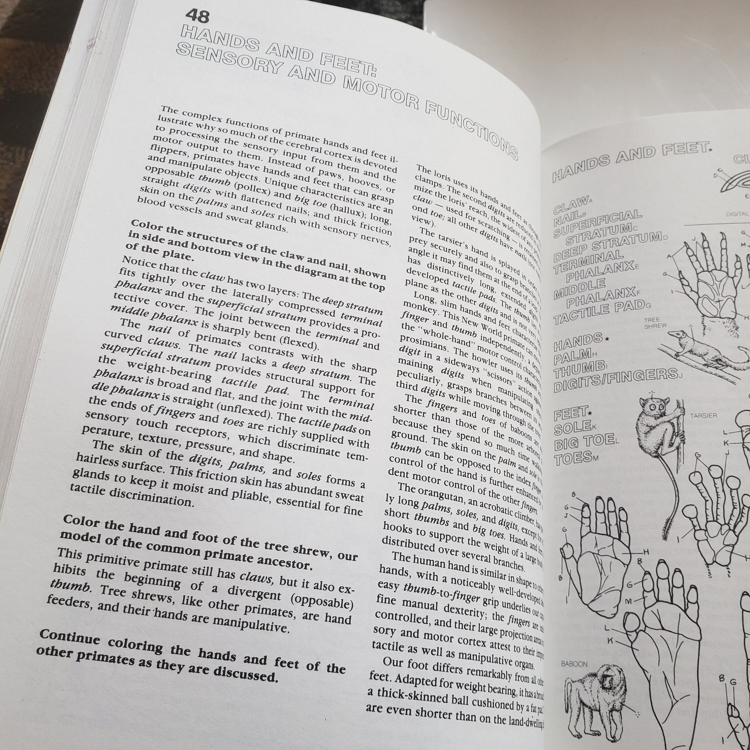 The Human Evolution Coloring Book, Adrienne Zihlman, 1982, PB - Etsy