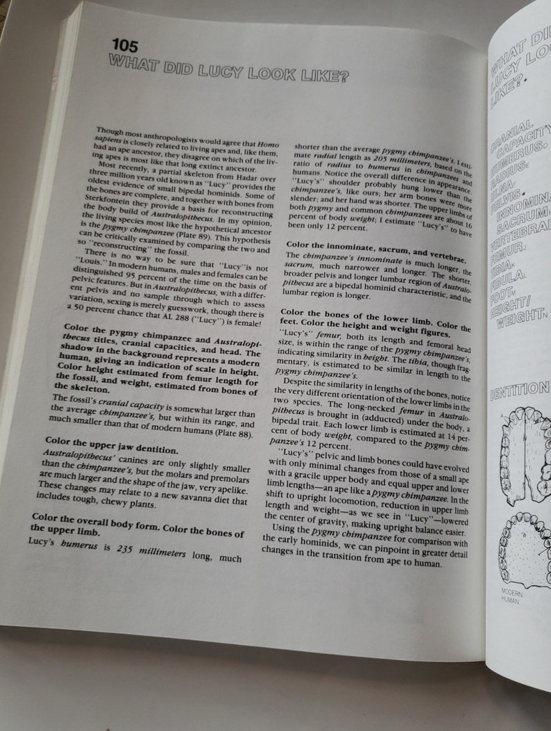 The Human Evolution Coloring Book, Adrienne Zihlman, 1982, PB - Etsy