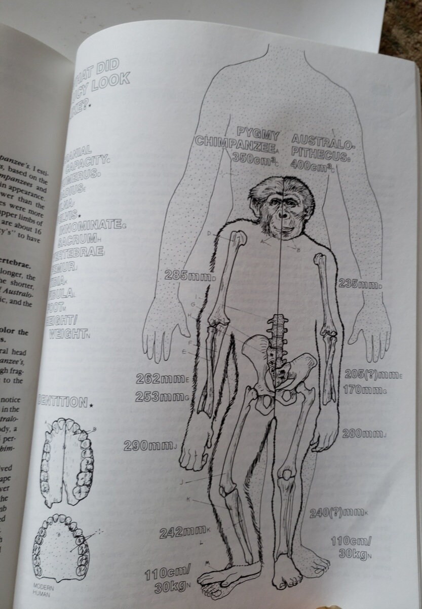The Human Evolution Coloring Book, Adrienne Zihlman, 1982, PB - Etsy