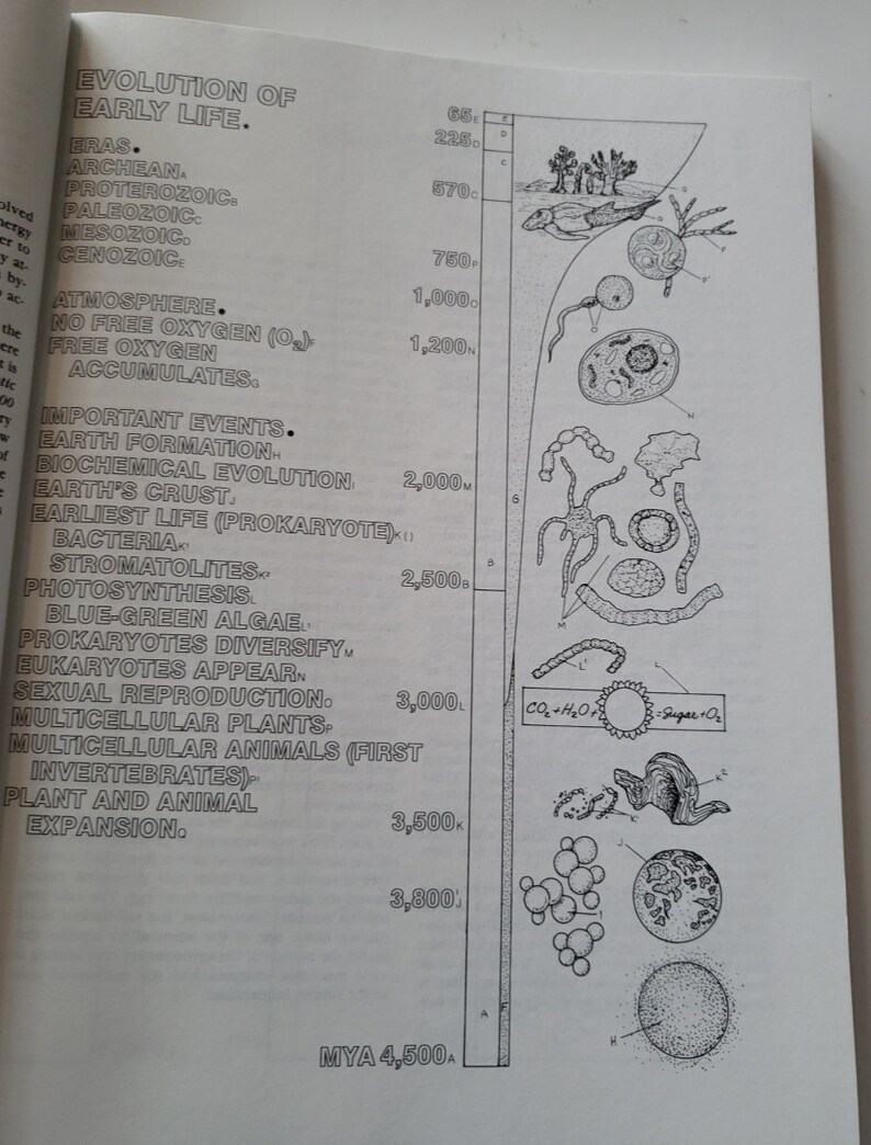 The Human Evolution Coloring Book, Adrienne Zihlman, 1982, PB - Etsy