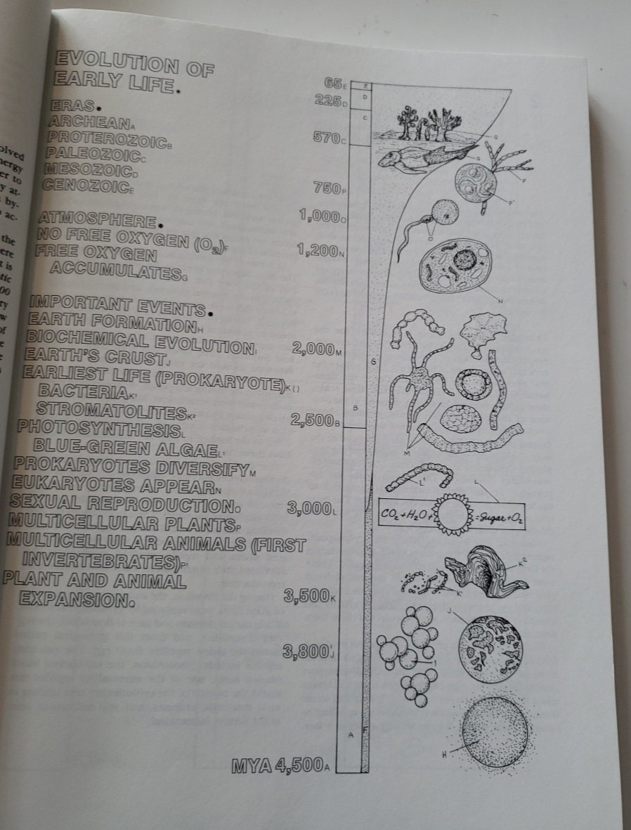 The Human Evolution Coloring Book, Adrienne Zihlman, 1982, PB - Etsy