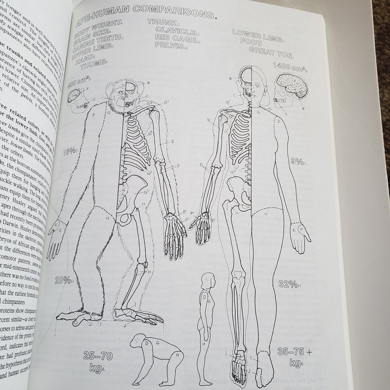The Human Evolution Coloring Book, Adrienne Zihlman, 1982, PB - Etsy