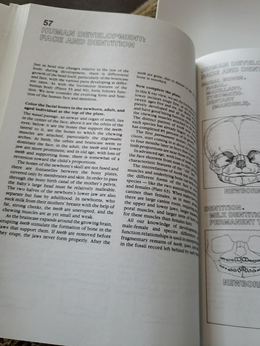 The Human Evolution Coloring Book, Adrienne Zihlman, 1982, PB - Etsy