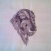 Irish Wolfhound - Machine Embroidery Design, Embroidery Designs ...
