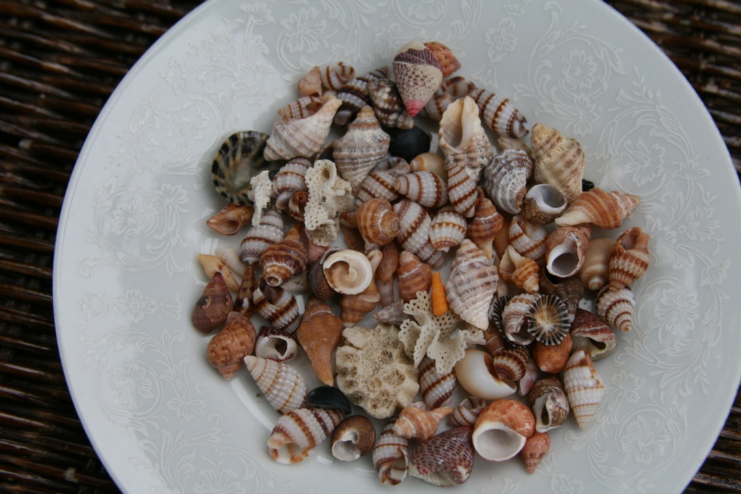 100 Exquisite Real Miniature Shells - Etsy