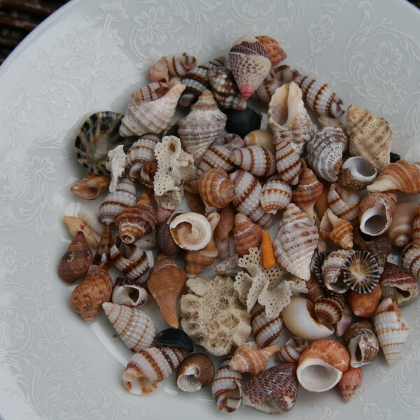 Miniature Sea Shells - Etsy