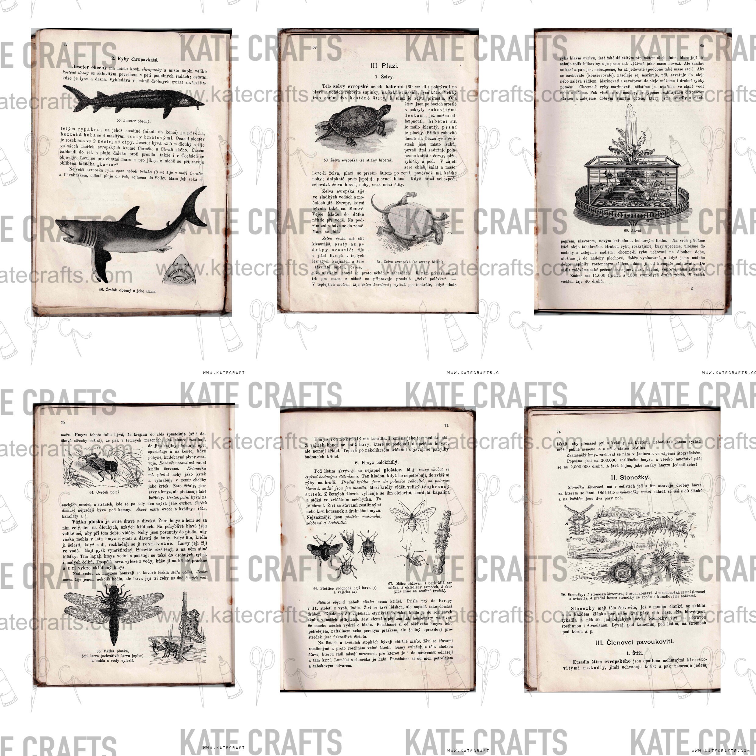 Original VINTAGE BIOLOGY Random Pages , Digital JUNK Journal Printable ...