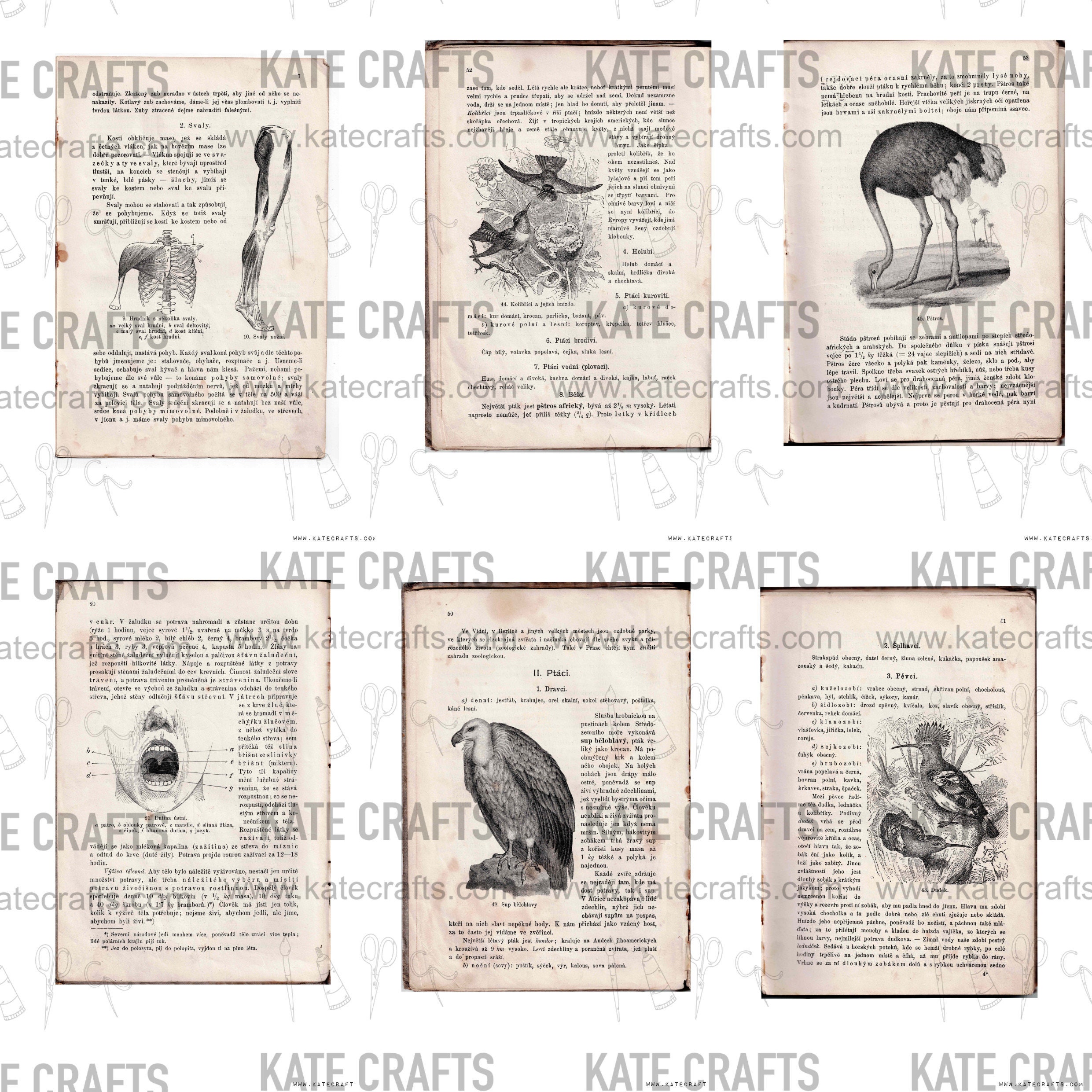 Original VINTAGE BIOLOGY Random Pages , Digital JUNK Journal Printable ...