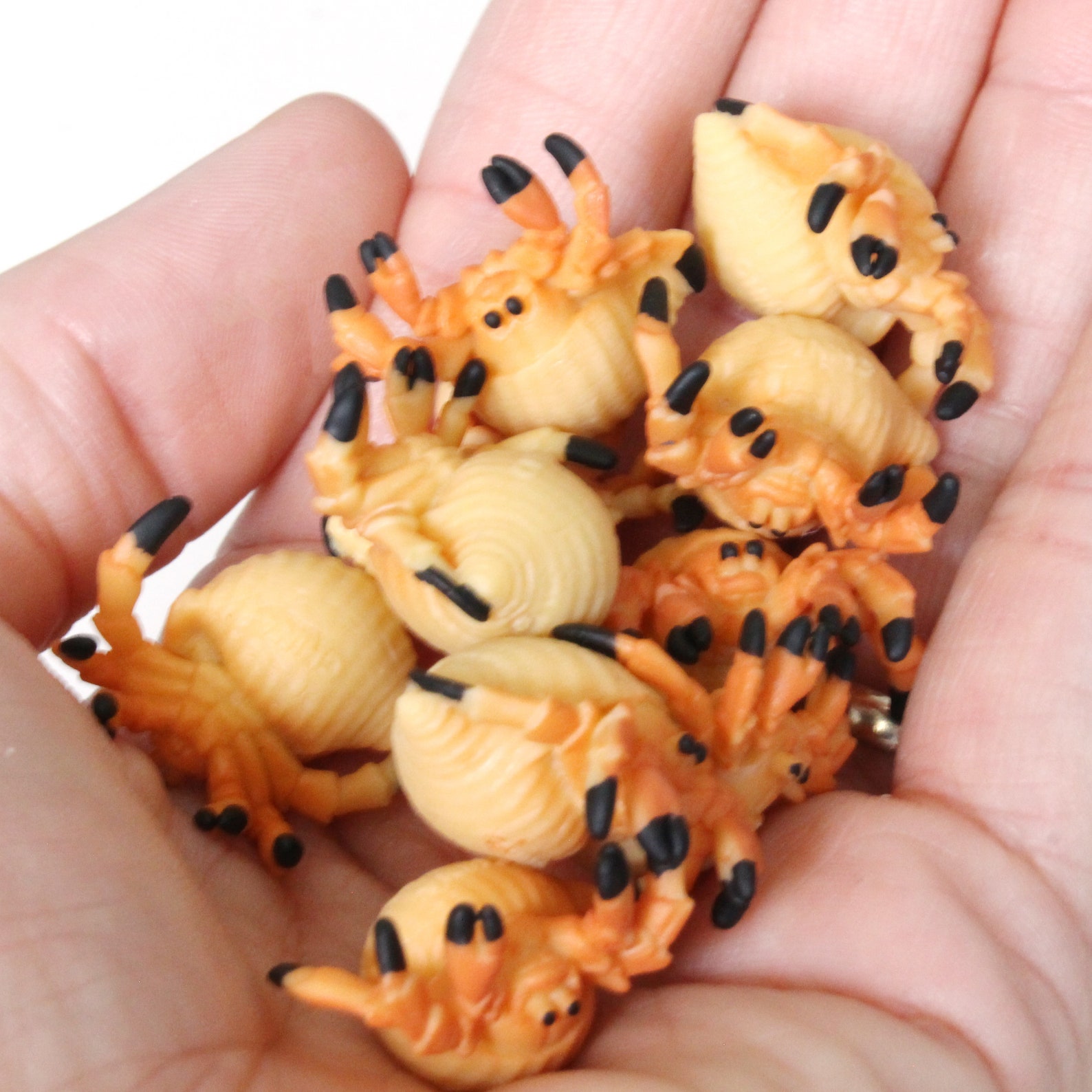 Set of Miniature Hermit Crabs Mini Crabs Terrarium - Etsy Italia