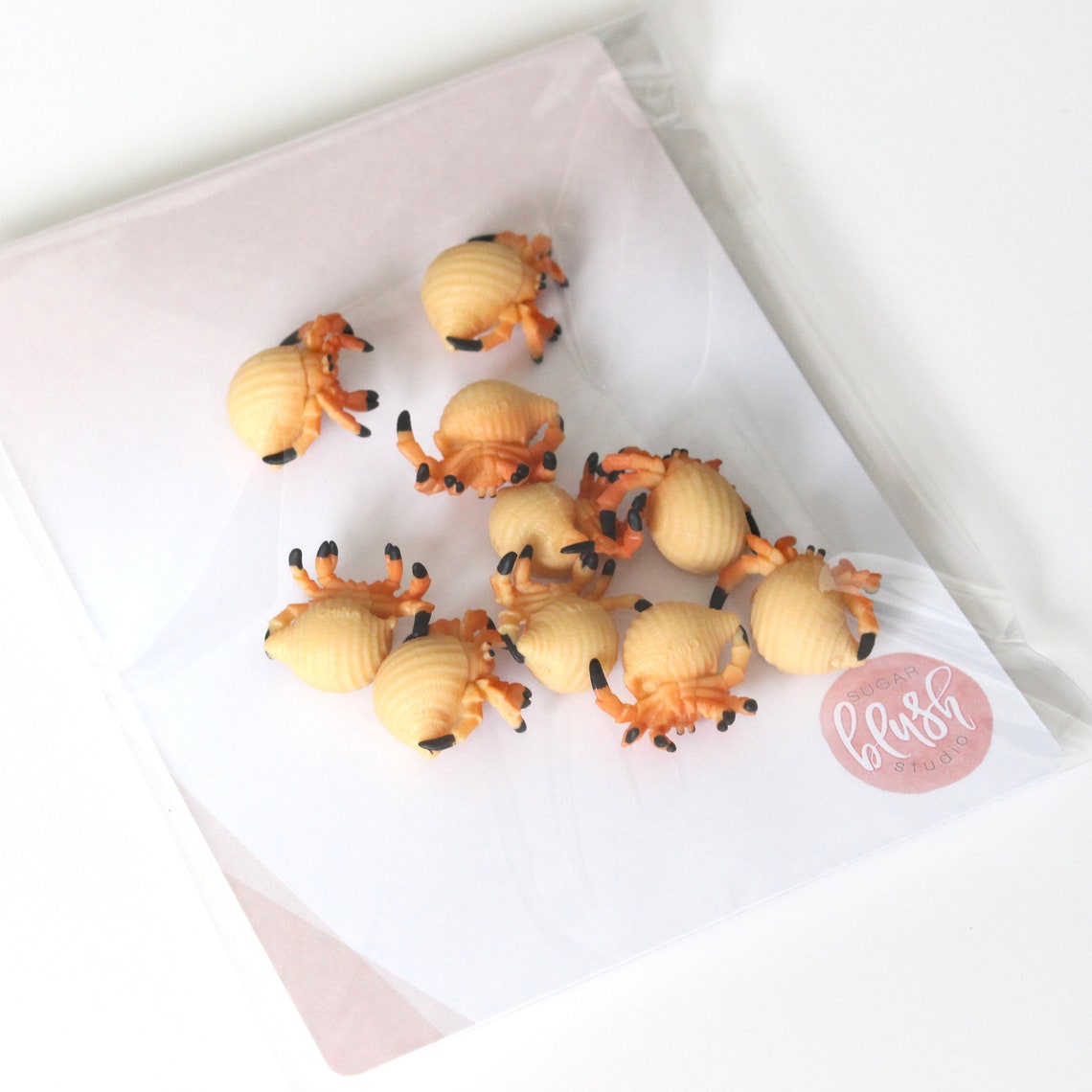 Set of Miniature Hermit Crabs Mini Crabs Terrarium | Etsy