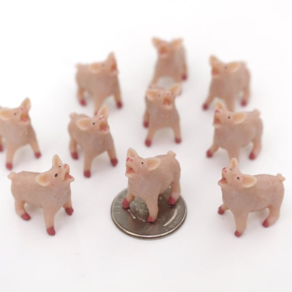 Mini Pig Supplies - Etsy
