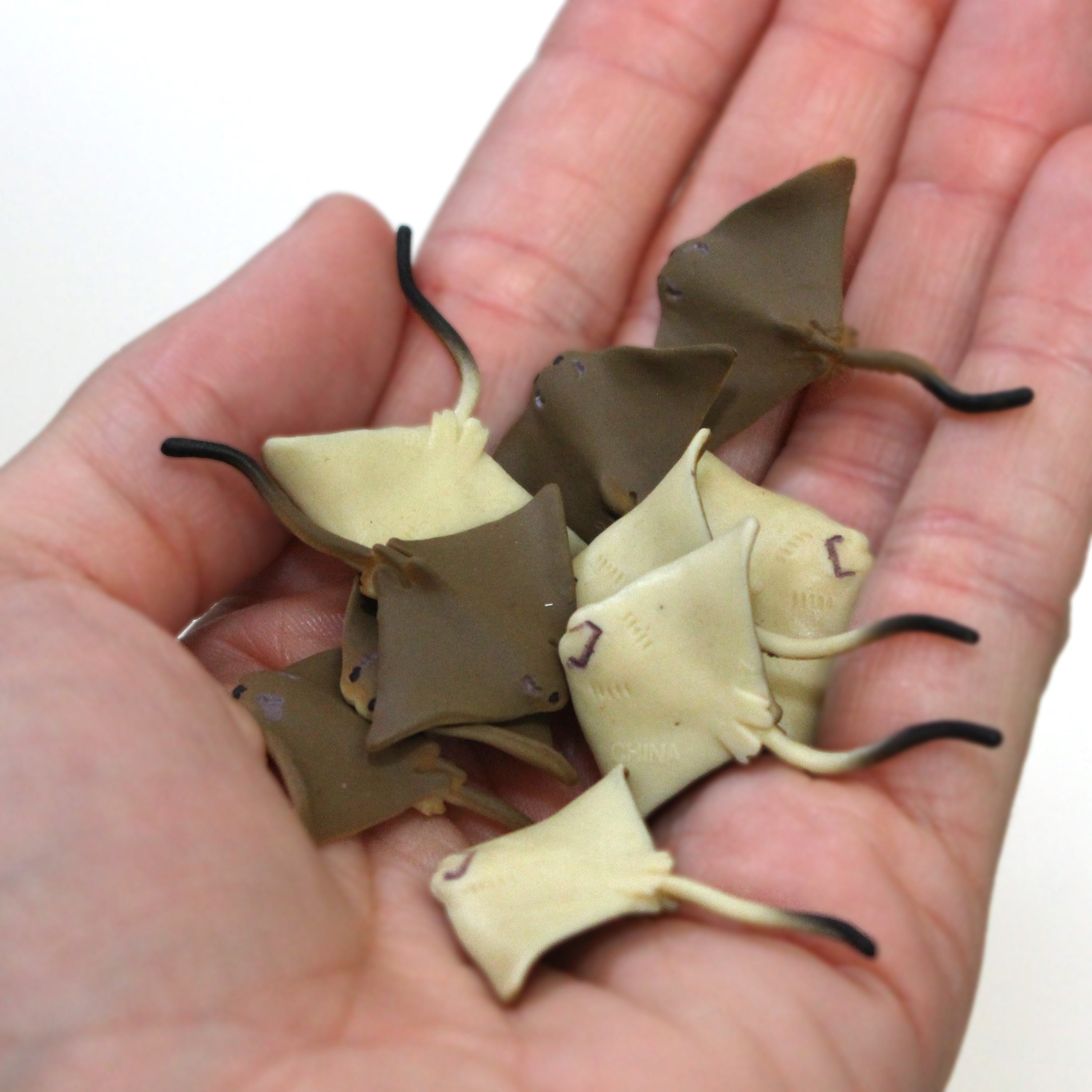 Set of Miniature Manta Rays Mini Cow Nosed Rays Terrarium | Etsy