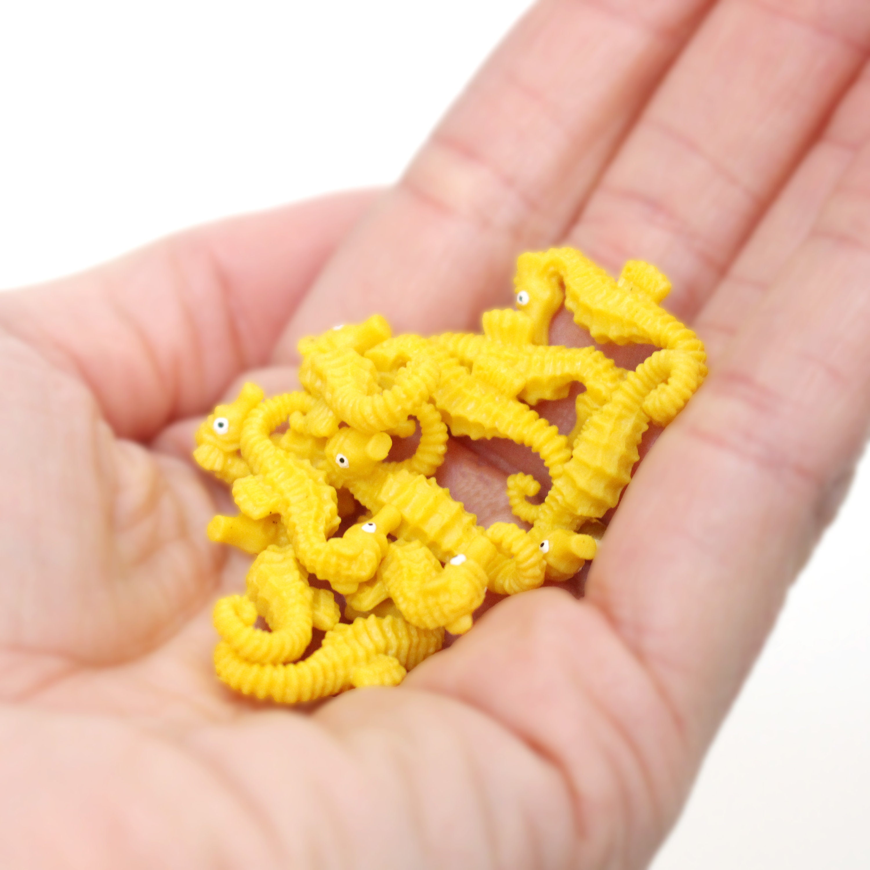 Set of Miniature Seahorses Mini Seahorse Terrarium - Etsy