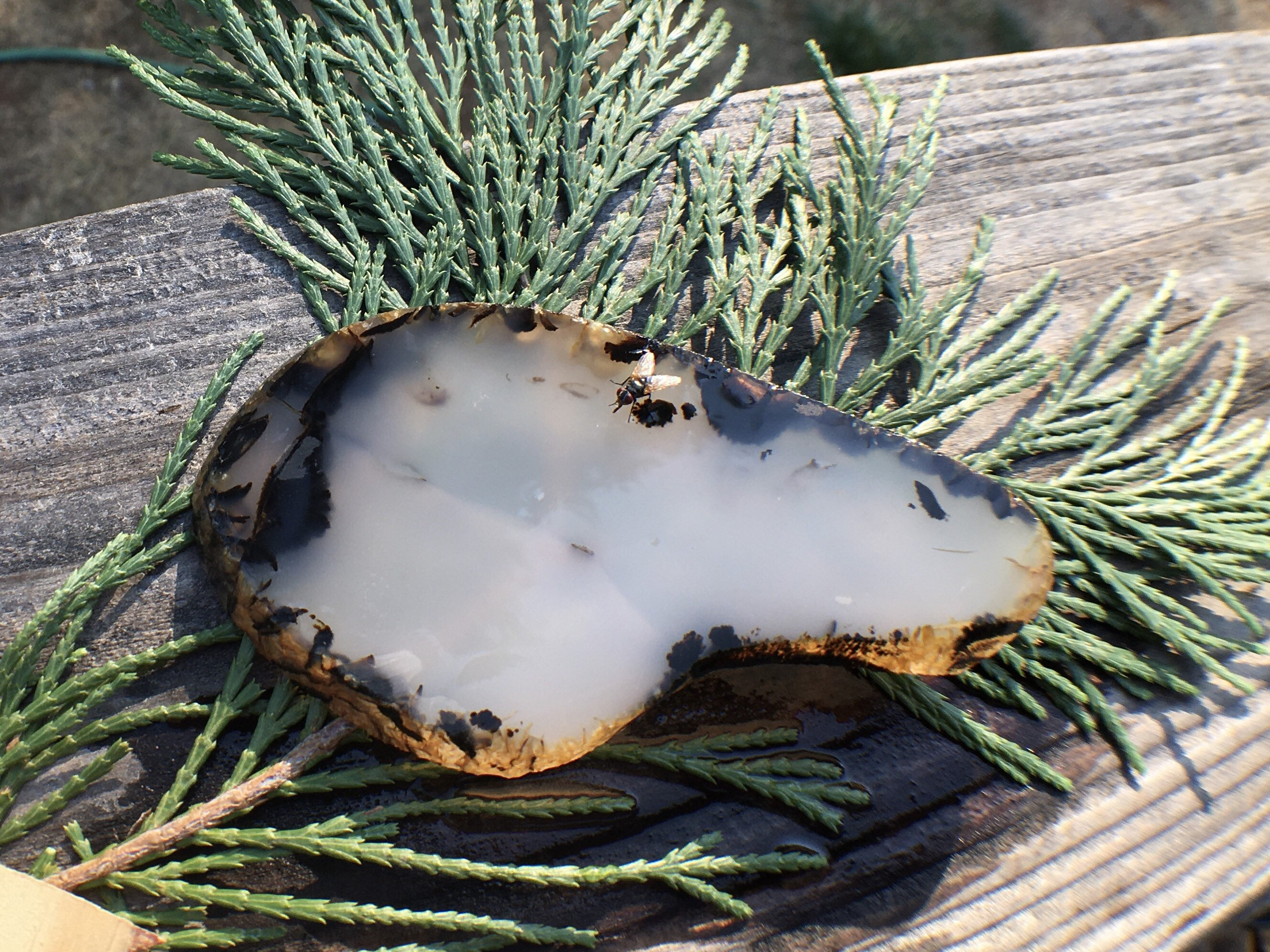 Montana Moss Agate Slab: Gem and Mineral Slice, Lapidary Stone - Etsy