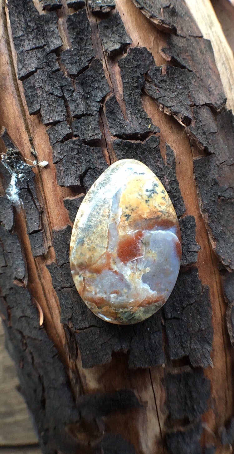 Coprolite Freeform Cabochon Red Yellow Clear Egg Shaped Petrified ...