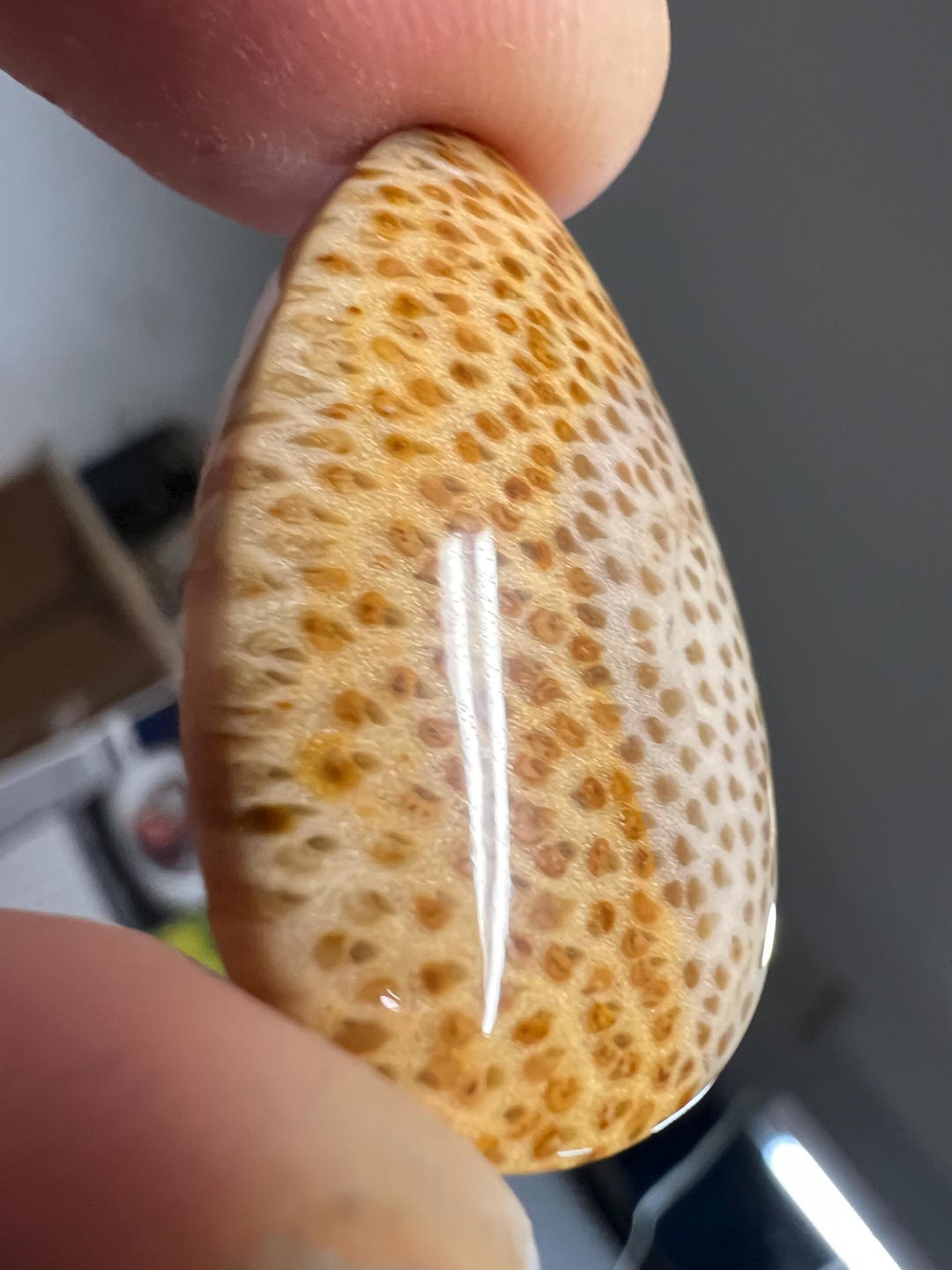 Yellow Orange and Cream Petrified Palm Wood Teardrop Freeform Cabochon ...