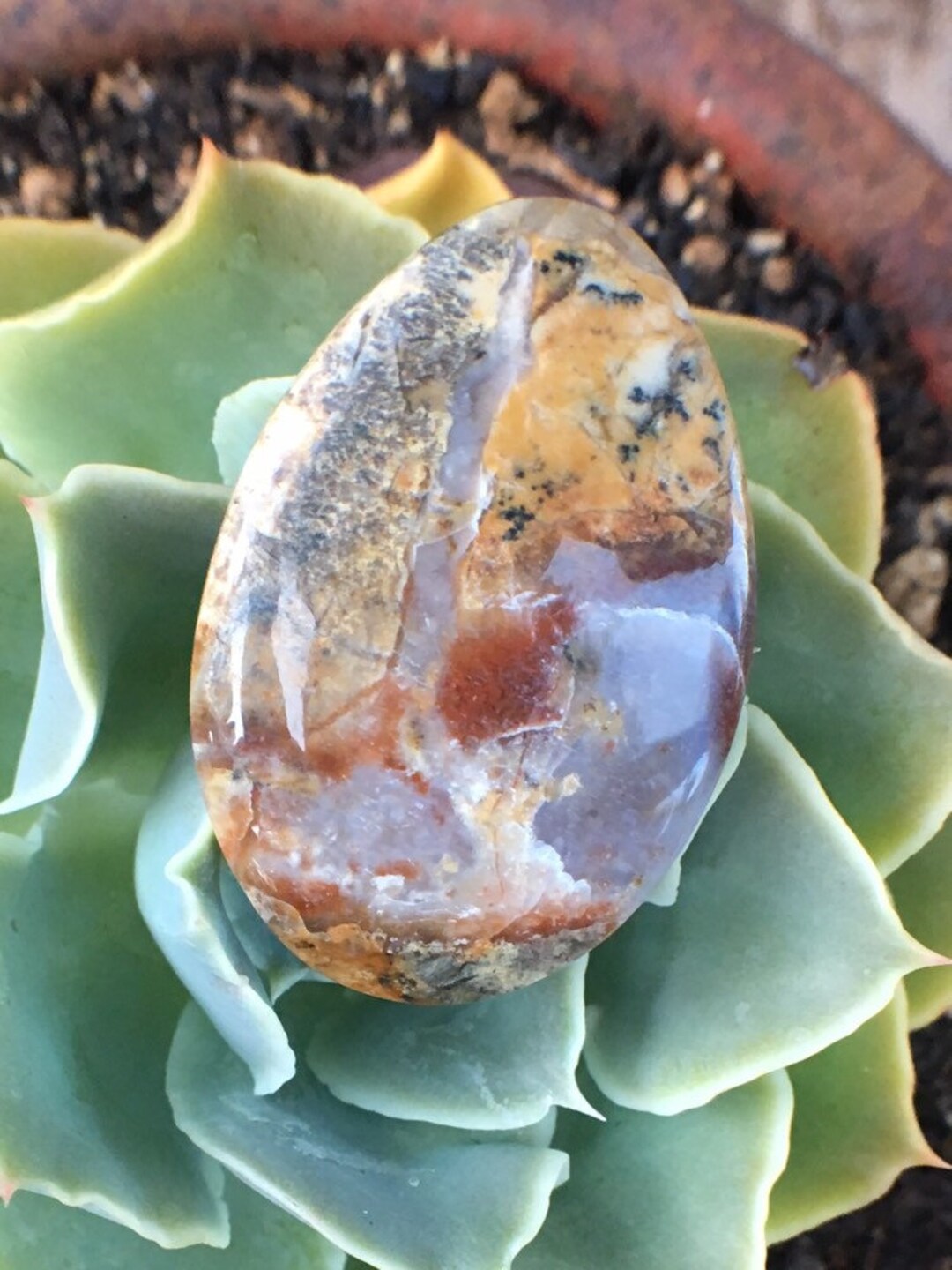 Coprolite Freeform Cabochon Red Yellow Clear Egg Shaped Petrified ...