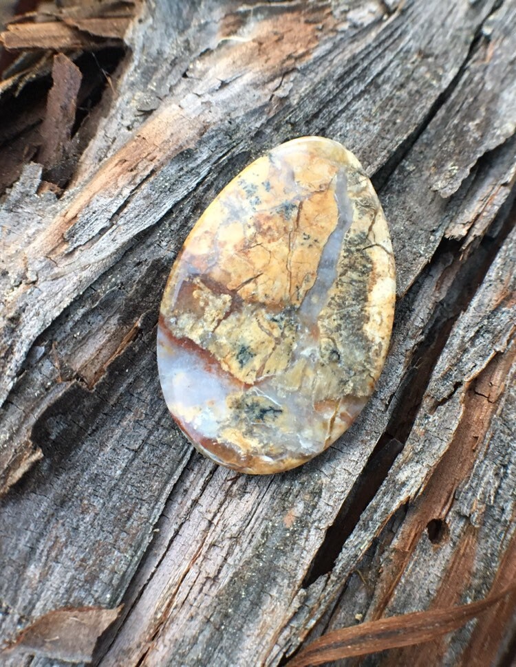 Coprolite Freeform Cabochon Red Yellow Clear Egg Shaped Petrified ...