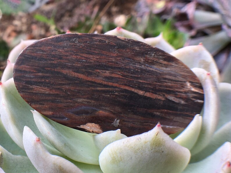 Large Oval Petrified Dinosaur Bone Freeform Cabochon Cut With Grain ...