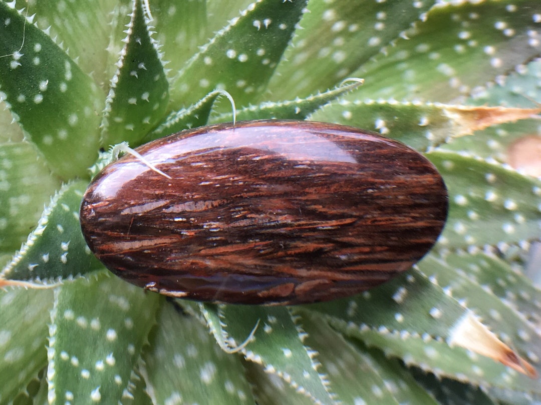 Large Oval Petrified Dinosaur Bone Freeform Cabochon Cut With Grain ...
