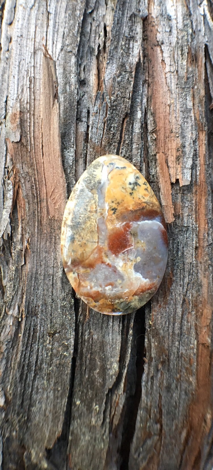 Coprolite Freeform Cabochon Red Yellow Clear Egg Shaped Petrified ...