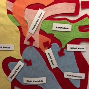 Parts of the Heart Felt Educational Pattern - PDF PATTERN ONLY - Etsy