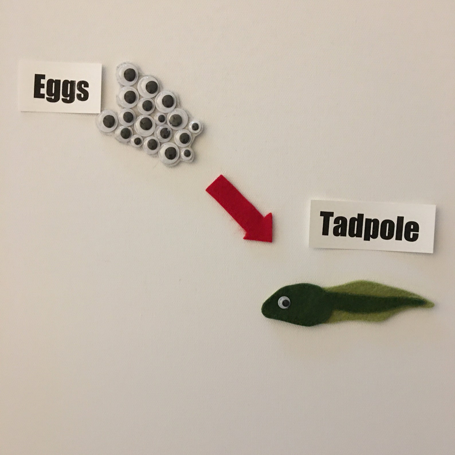 Frog Life Cycle Felt Story Board Pattern DIY Downloadable - Etsy