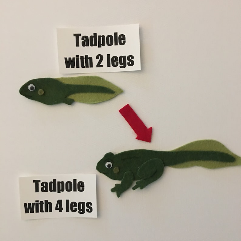 Frog Life Cycle Felt Story Board Pattern - DIY Downloadable Pattern ...