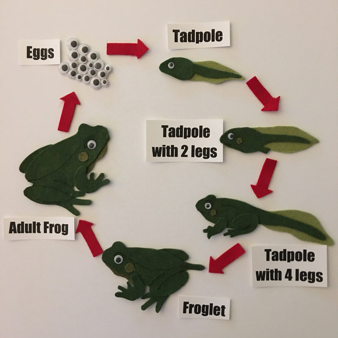 Frog Life Cycle Felt Story Board Pattern DIY Downloadable | Etsy