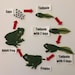Frog Life Cycle Felt Story Board Pattern - DIY Downloadable Pattern ...