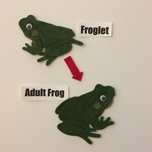 Frog Life Cycle Felt Story Board Pattern - DIY Downloadable Pattern - Etsy