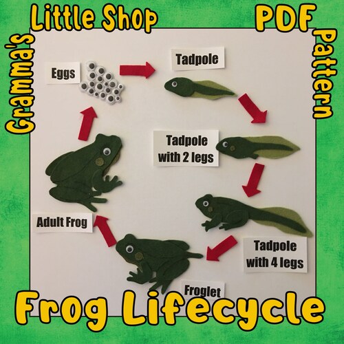 Frog Life Cycle Felt Story Board Pattern DIY Downloadable - Etsy