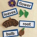 Interactive Plant Life Cycle Teaching Aid Montessori Inspired Felt ...