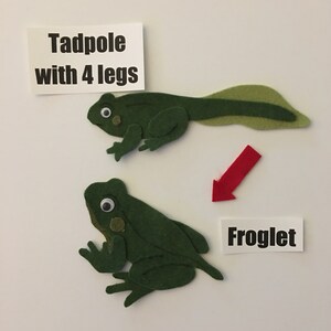 Frog Life Cycle Felt Story Board Pattern - DIY Downloadable Pattern - Etsy
