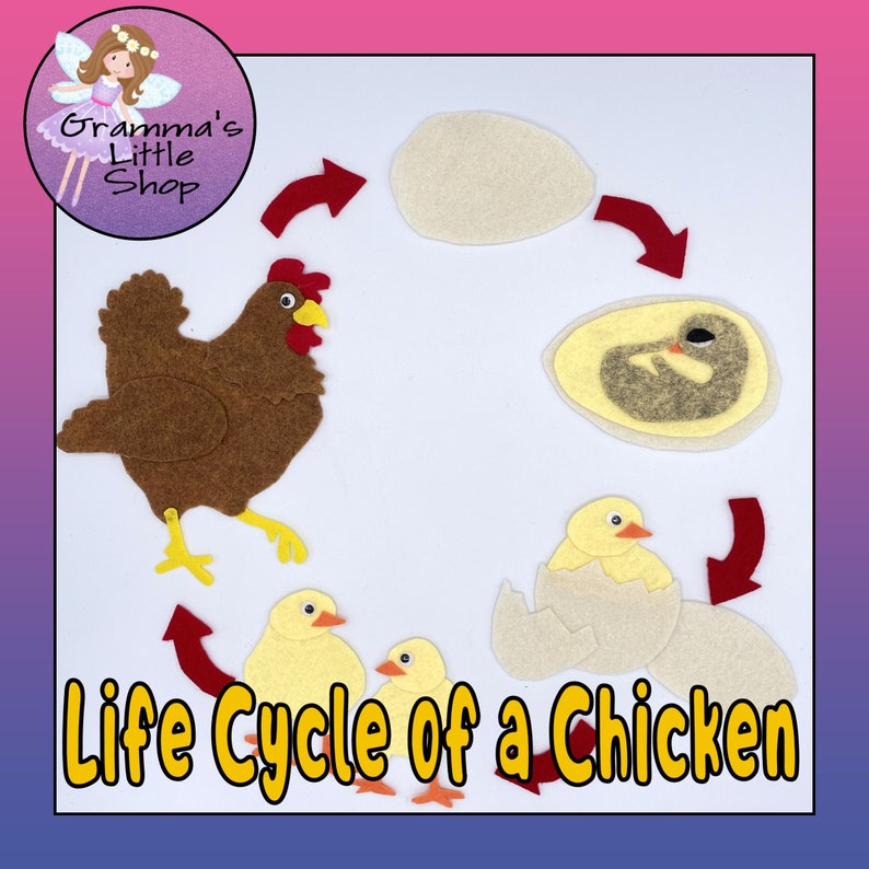 Chicken Life Cycle Interactive Science Lessons - DIY Downloadable Felt ...