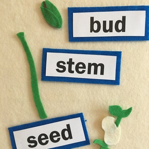Interactive Plant Life Cycle Teaching Aid - Montessori Inspired Felt ...