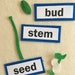 Interactive Plant Life Cycle Teaching Aid Montessori Inspired Felt ...