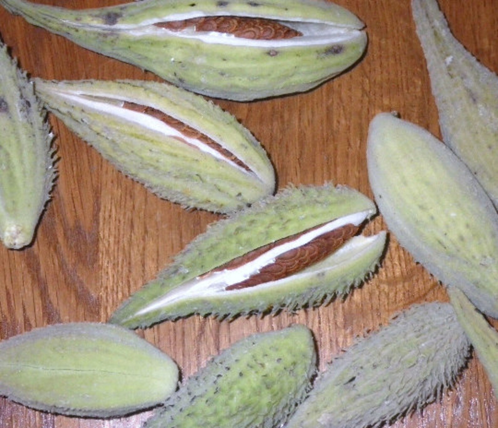 100 Pods Common Milkweed Dried Seeds Fluff Organic 2019 Free | Etsy