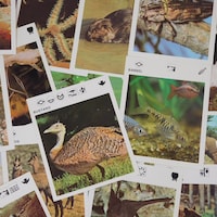 Mother and Baby Wild Animals Fact Cards Mother and Baby Animals Flash ...