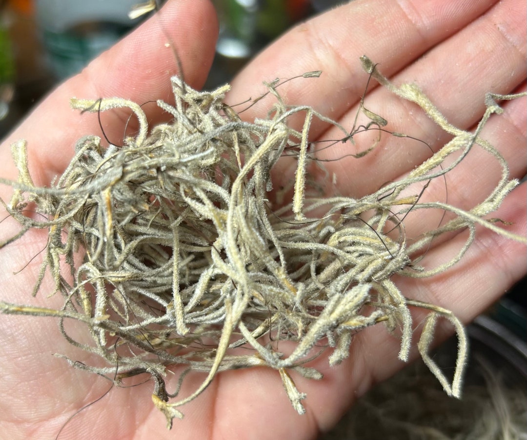 Spanish Moss/ Spell Work/ Ritual/ Bath/ Witches Ball/ Spell Jar/ Witchy ...