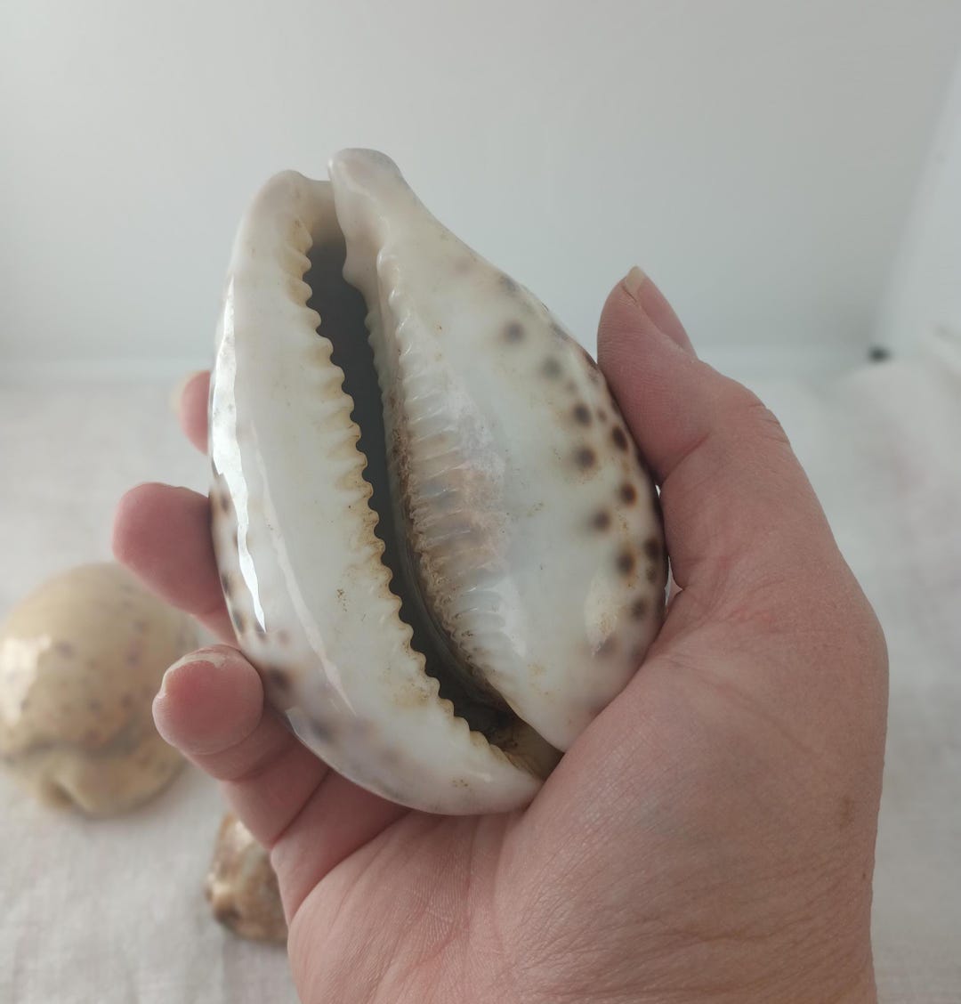 Set of 3 Extra Large Cowrie Shells Tiki Beach Decor - Etsy