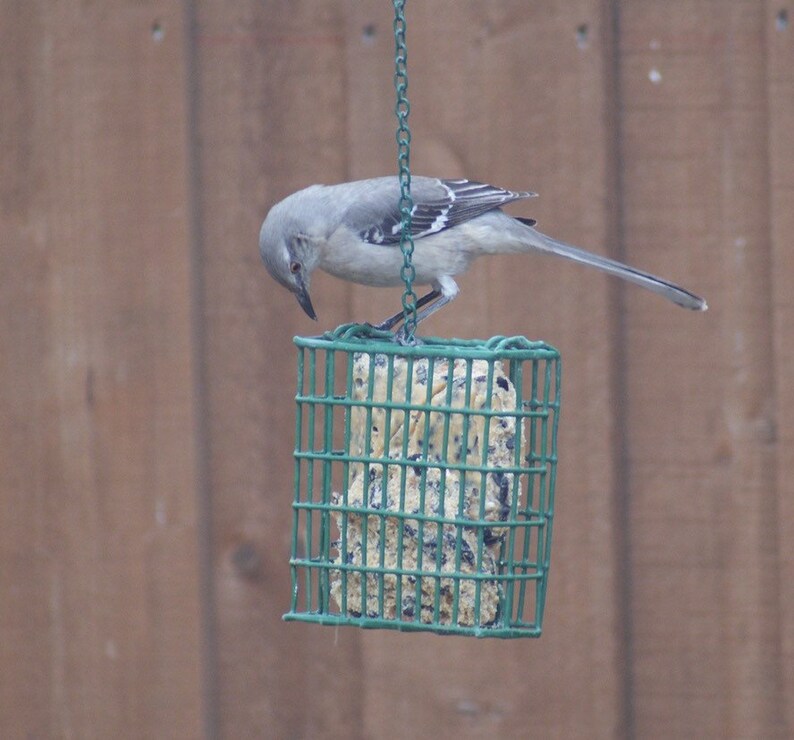 Birds Beg for More Suet - Etsy
